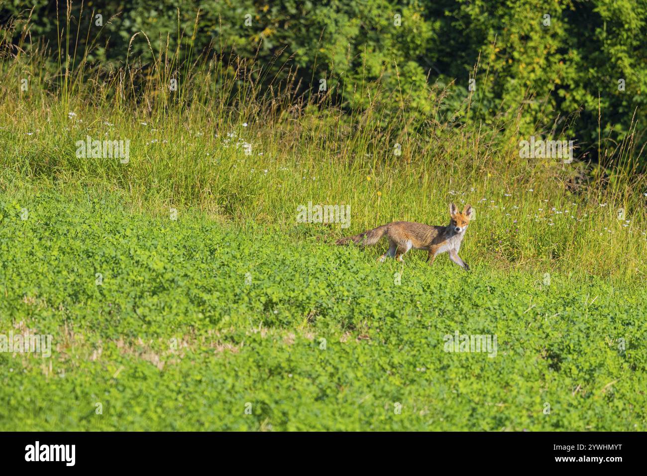 Fox (Vulpes vulpes) fawn hunting mice Germany Stock Photo - Alamy