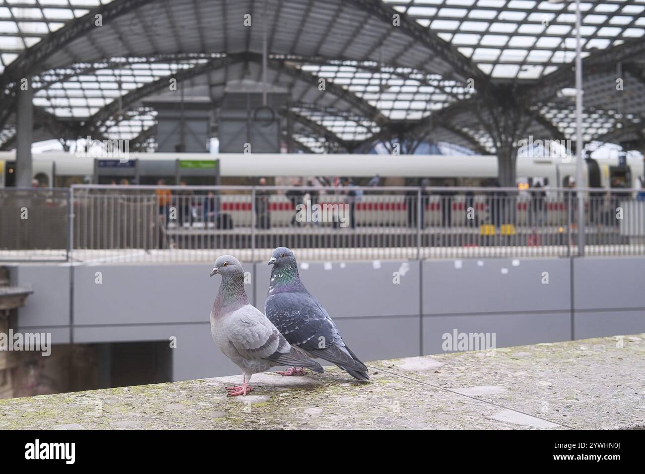 Pigeons at Cologne Central Station, blurred background, Cologne ...