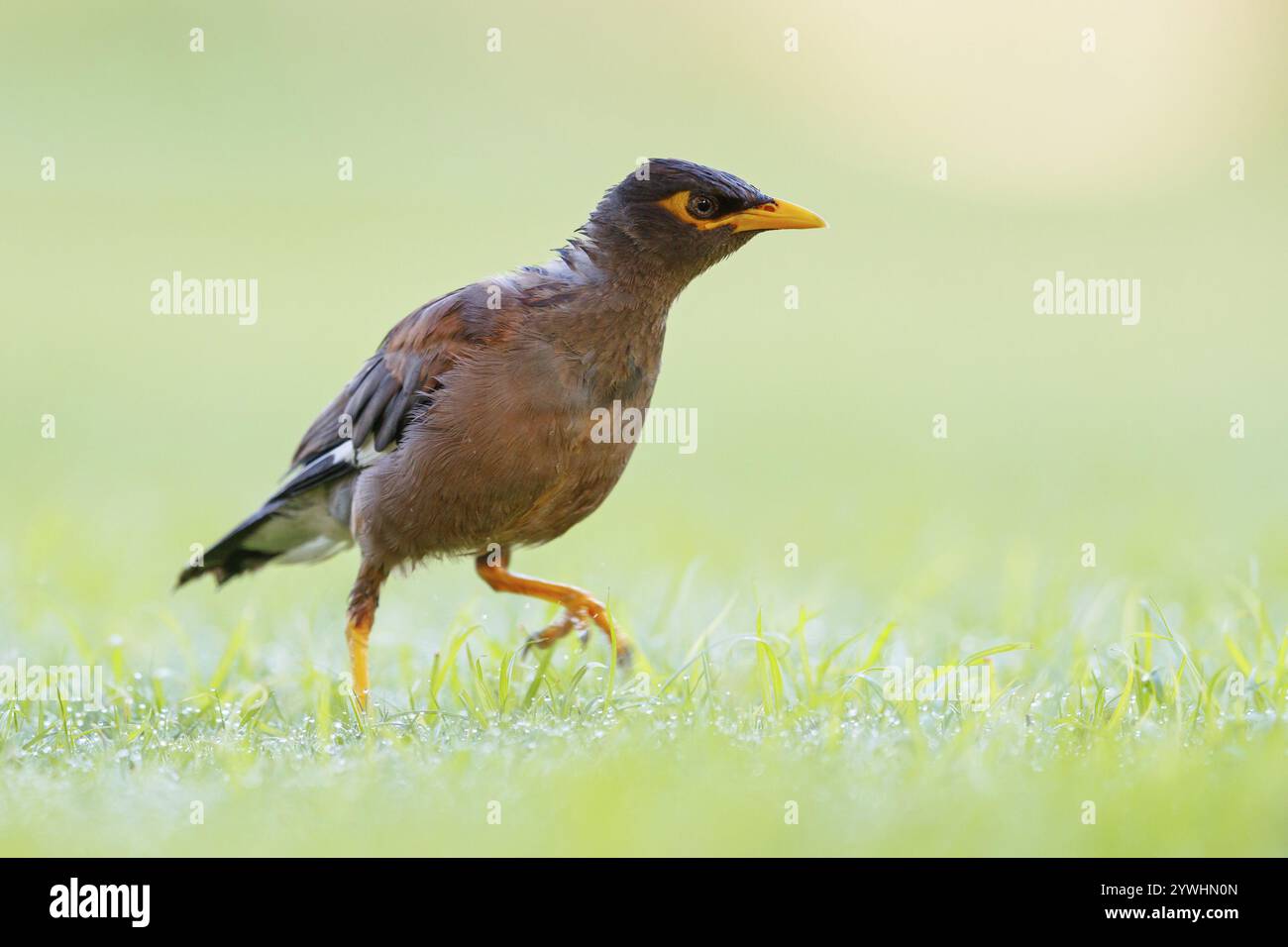 Shepherd's mynah, (Acridotheres tristis), animals, birds, perch ...