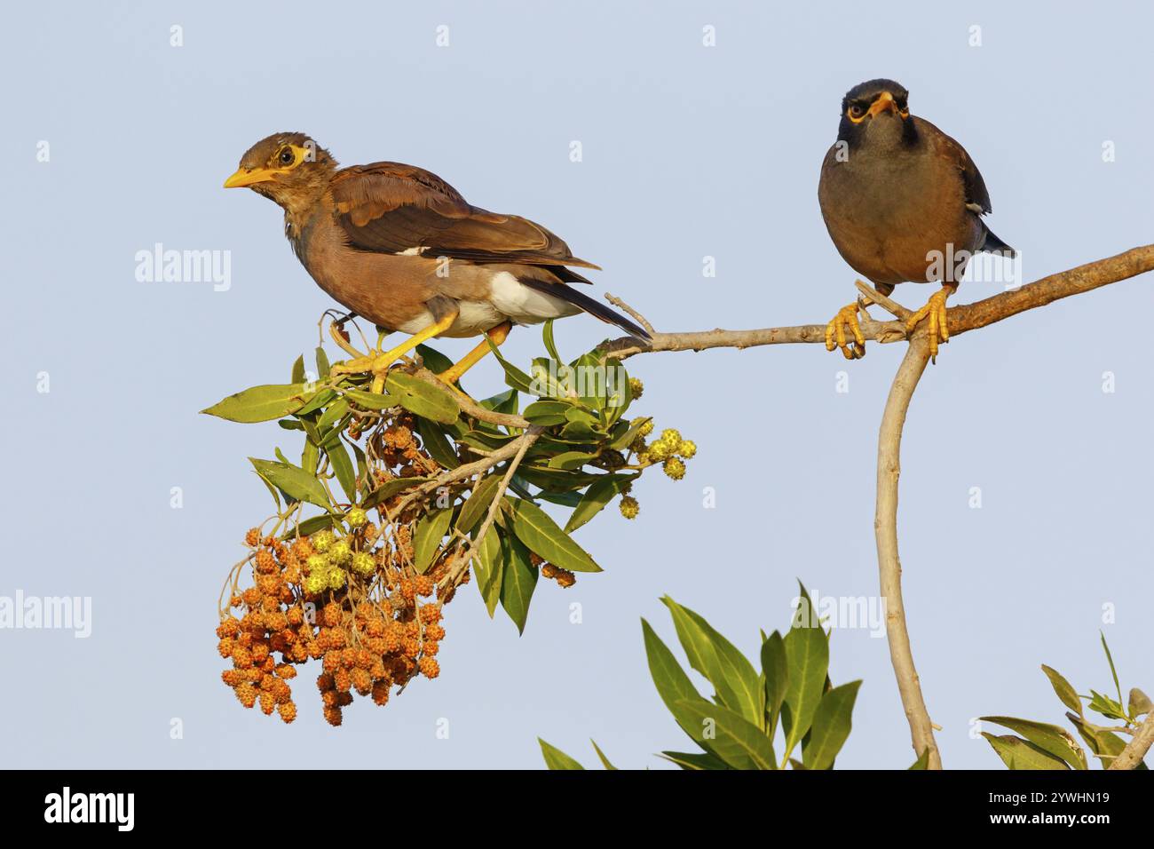 Shepherd's mynah, (Acridotheres tristis), animals, birds, perch ...
