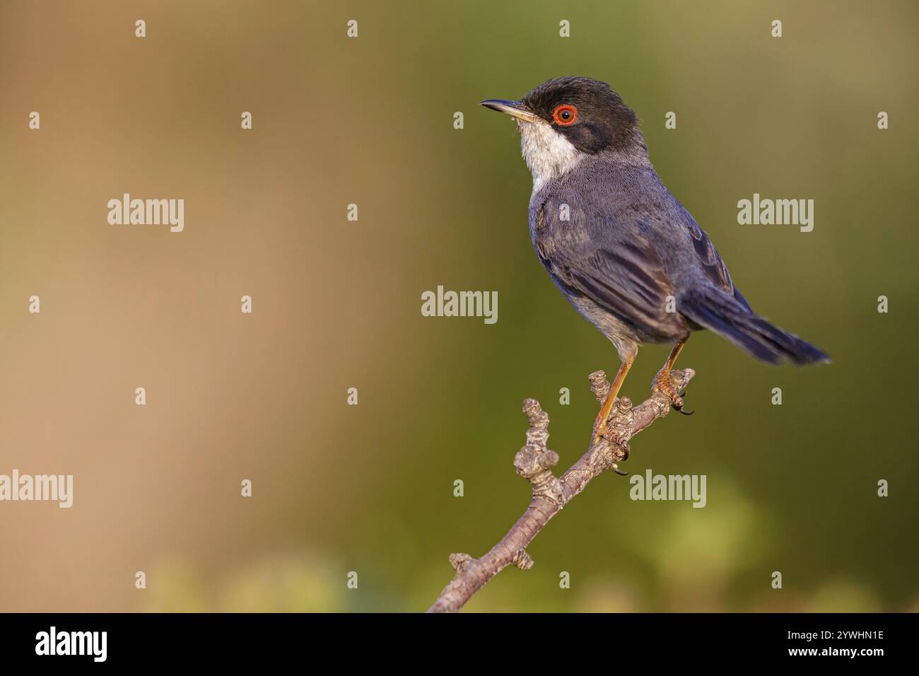 Velvet-headed warbler, (Sylvia melanocephala), warbler family, biotope ...