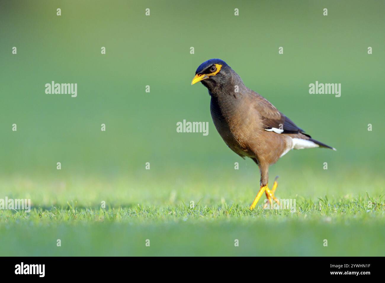 Shepherd's mynah, (Acridotheres tristis), animals, birds, perch ...