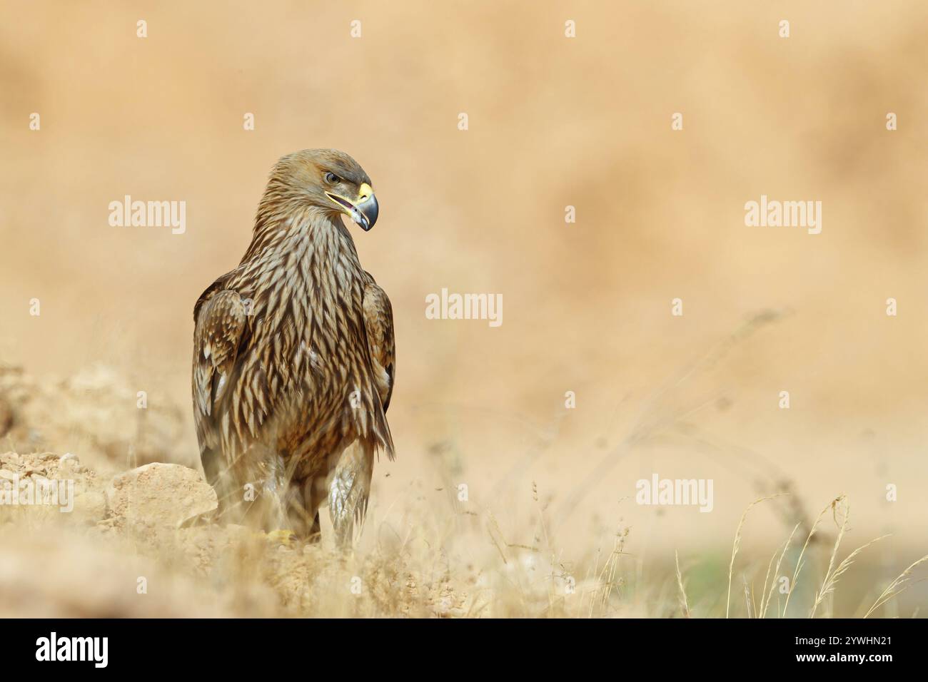 Imperial eagle, (Aquila heliac), animals, birds, eagles, birds of prey ...