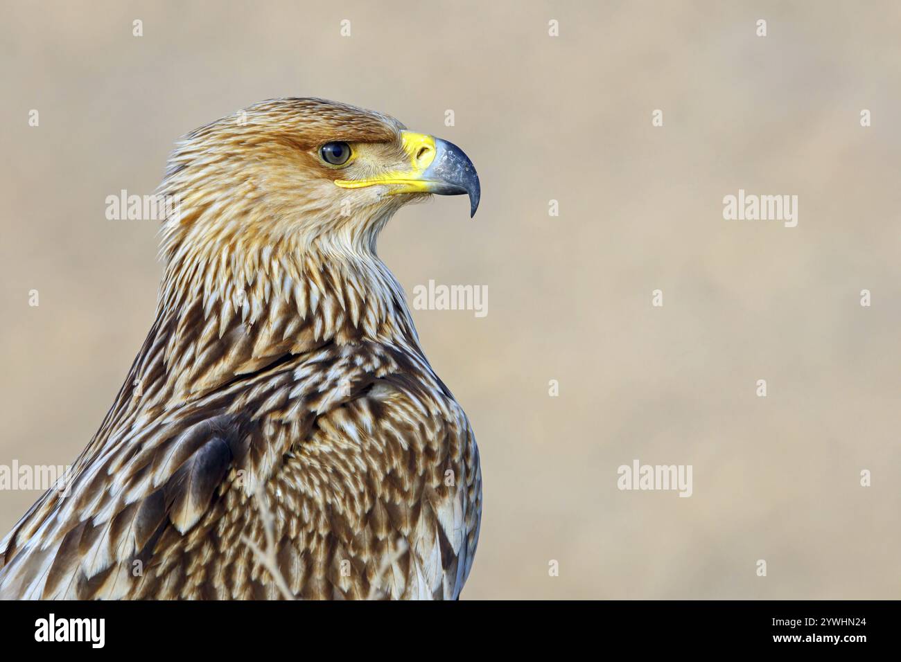Imperial eagle, (Aquila heliac), animals, birds, eagles, birds of prey ...