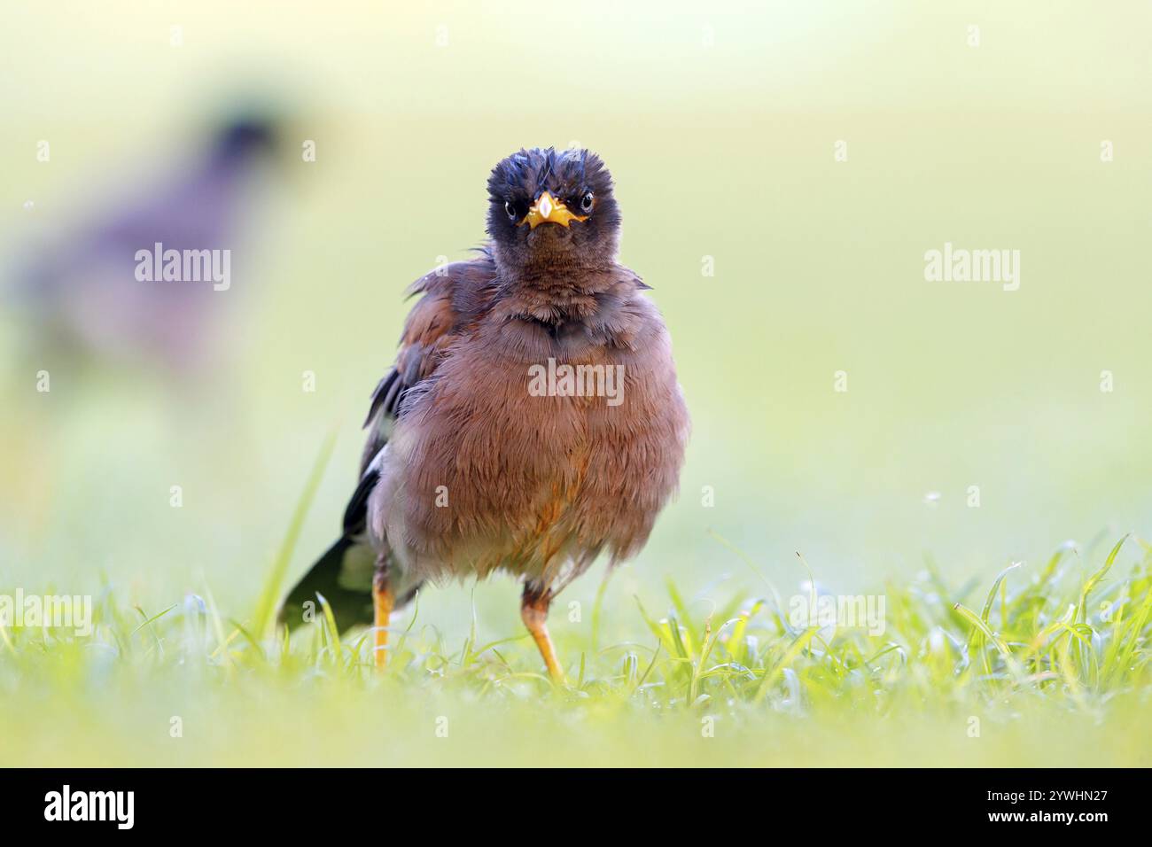 Al qurm park hi-res stock photography and images - Alamy