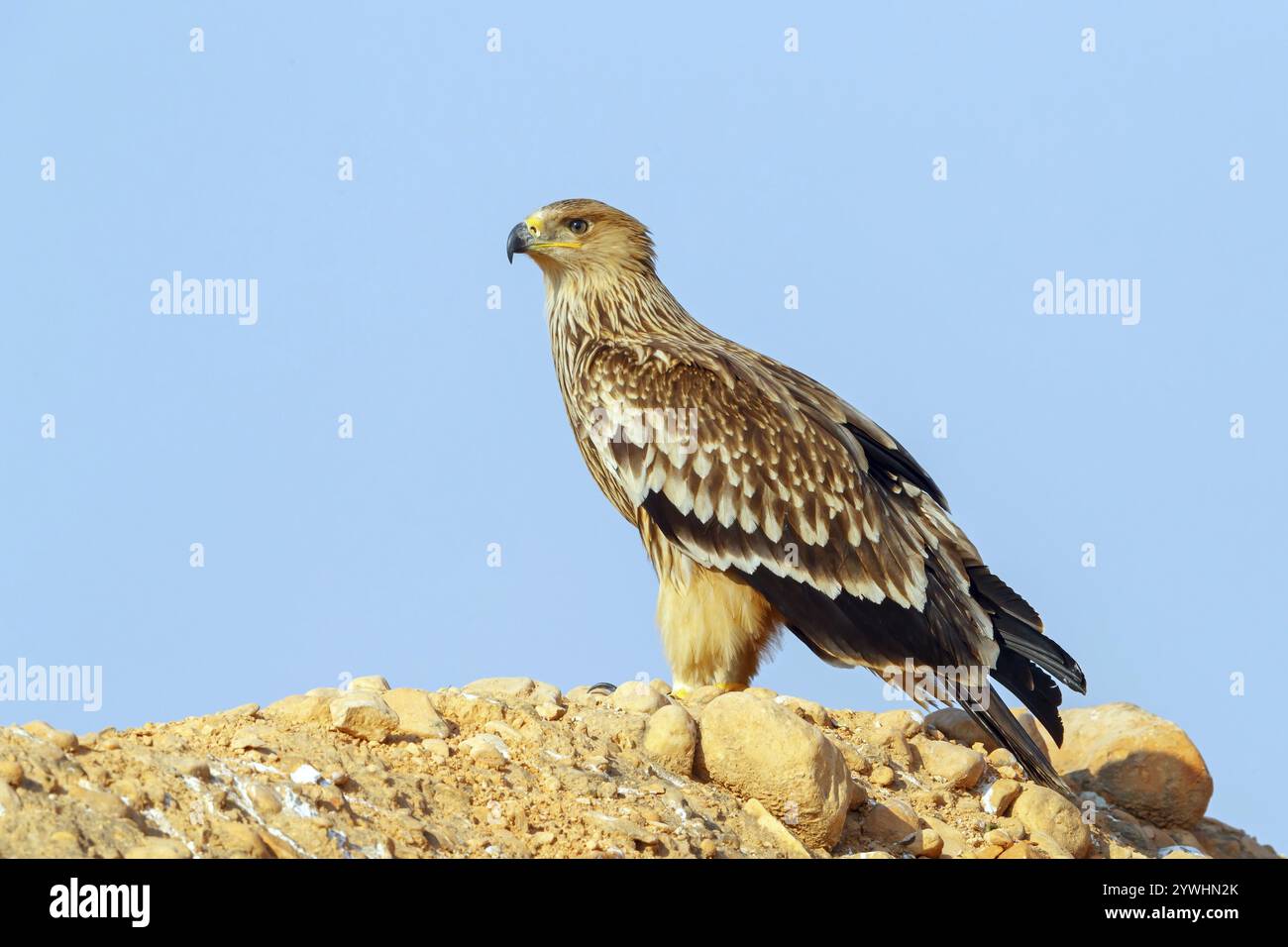 Imperial Eagle, (Aquila heliac), animals, birds, eagles, birds of prey ...