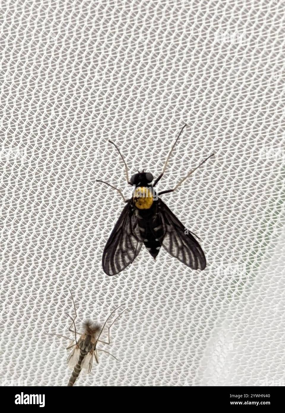 Golden-backed Snipe Fly (Chrysopilus thoracicus Stock Photo - Alamy
