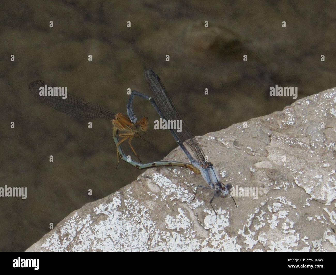 Powdered Dancer (Argia moesta Stock Photo - Alamy