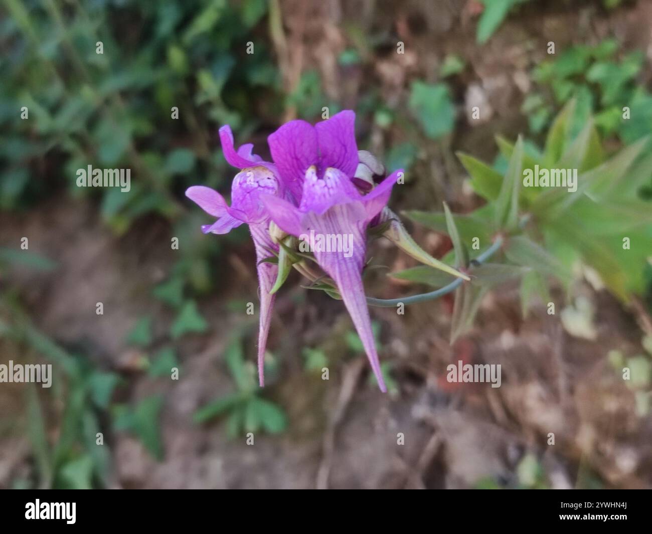 Three Birds Toadflax (Linaria triornithophora Stock Photo - Alamy