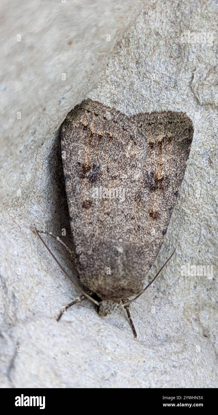 Mottled Rustic (Caradrina morpheus Stock Photo - Alamy