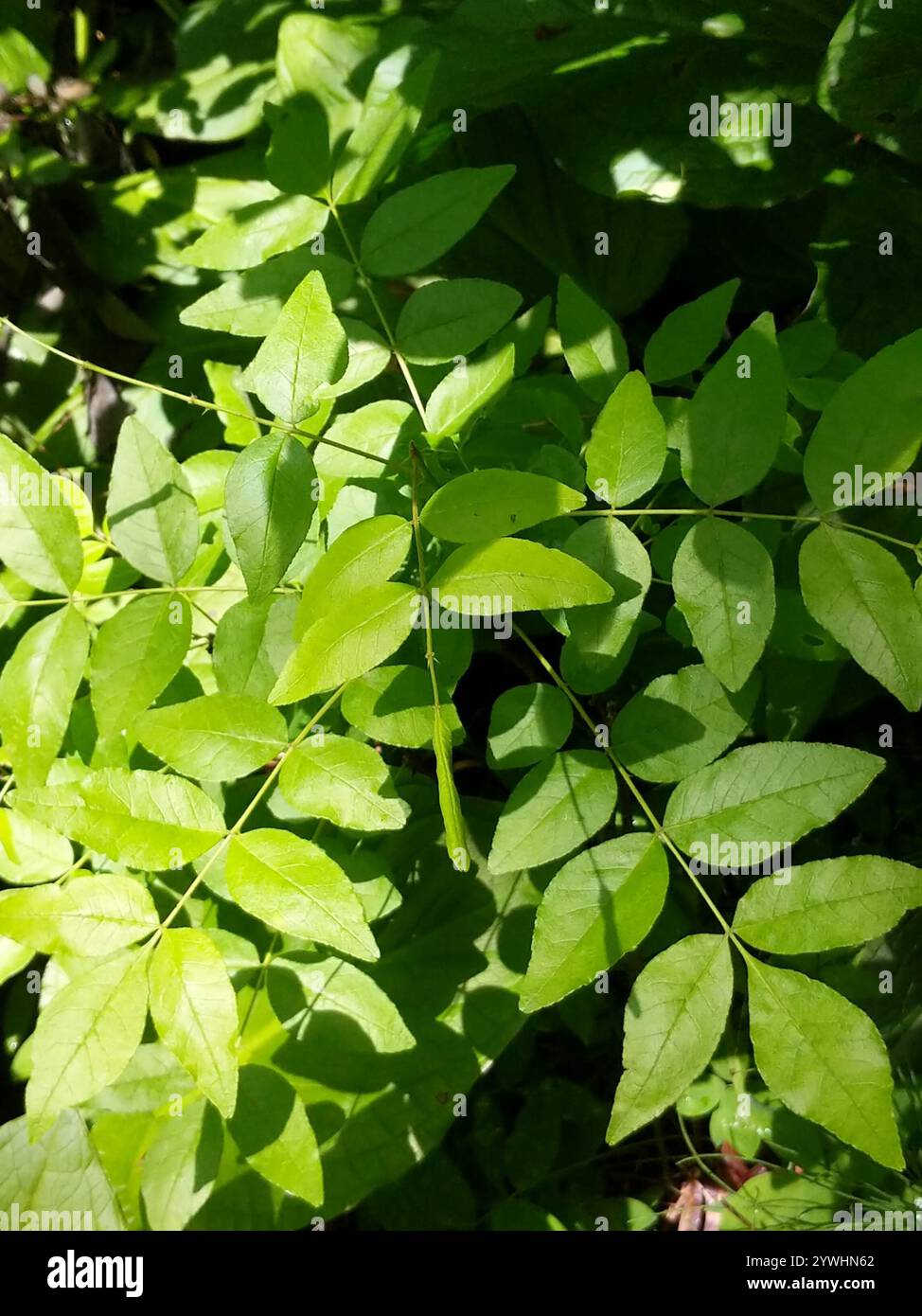 common prickly ash (Zanthoxylum americanum Stock Photo - Alamy