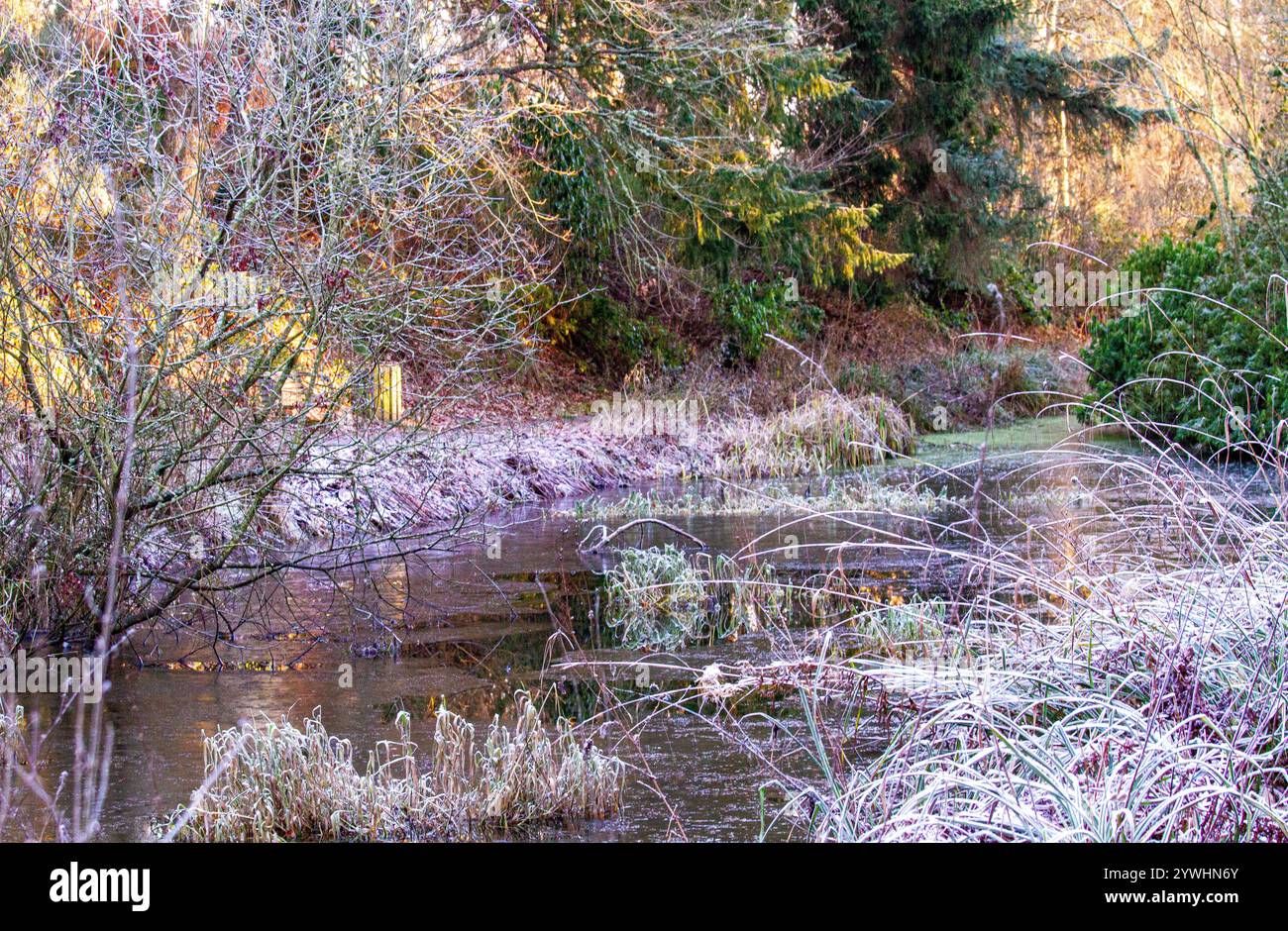 Dundee, Tayside, Scotland, UK. 11th Dec, 2024. UK Weather: Beautiful ...