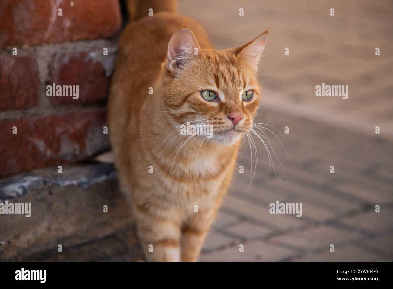 Cute street cat walking down hi-res stock photography and images - Alamy