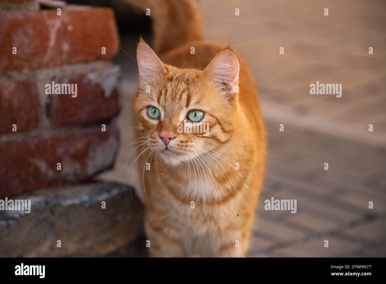 Cute street cat walking down hi-res stock photography and images - Alamy