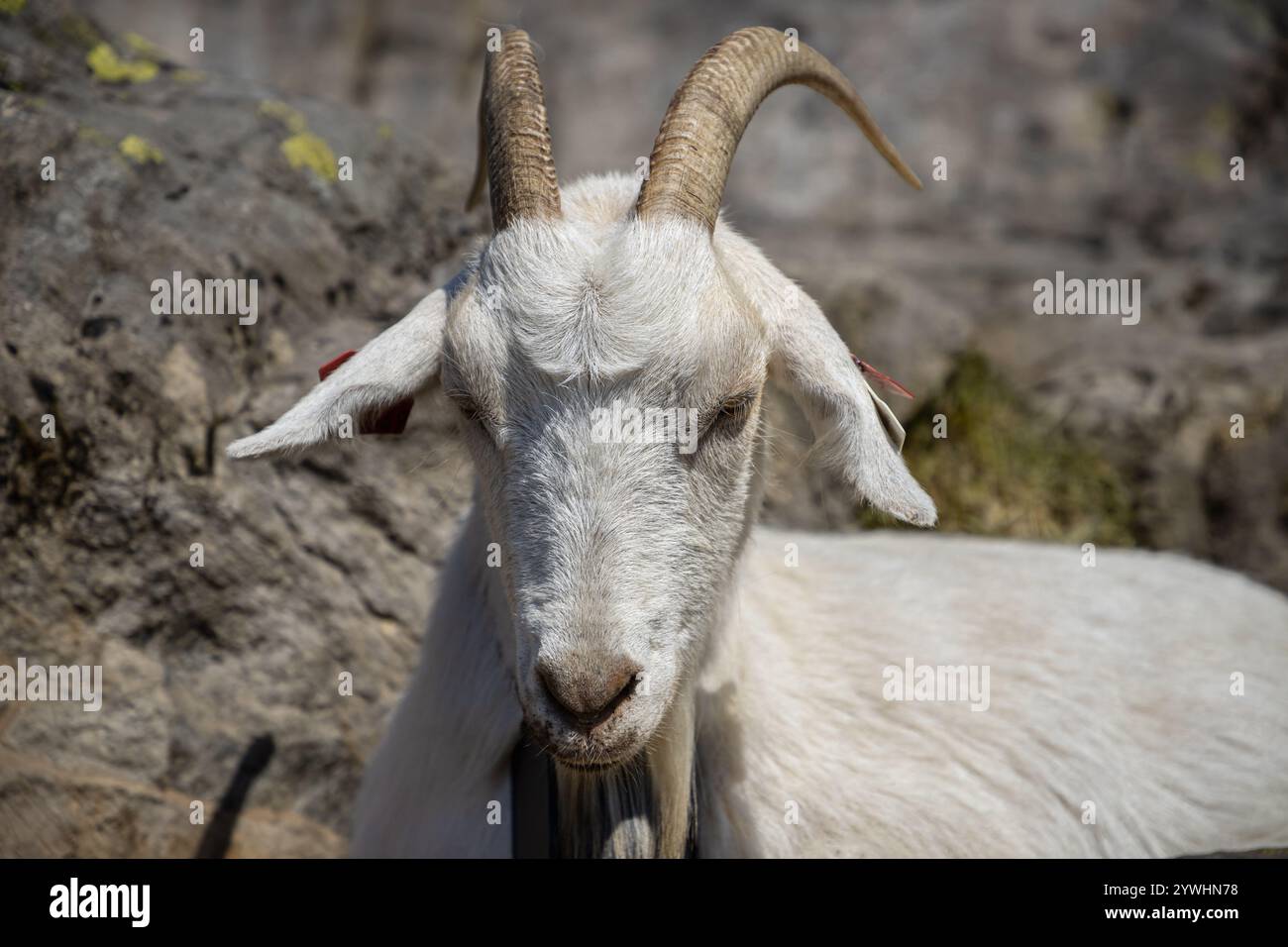 A white goat lying on the ground Stock Photo - Alamy