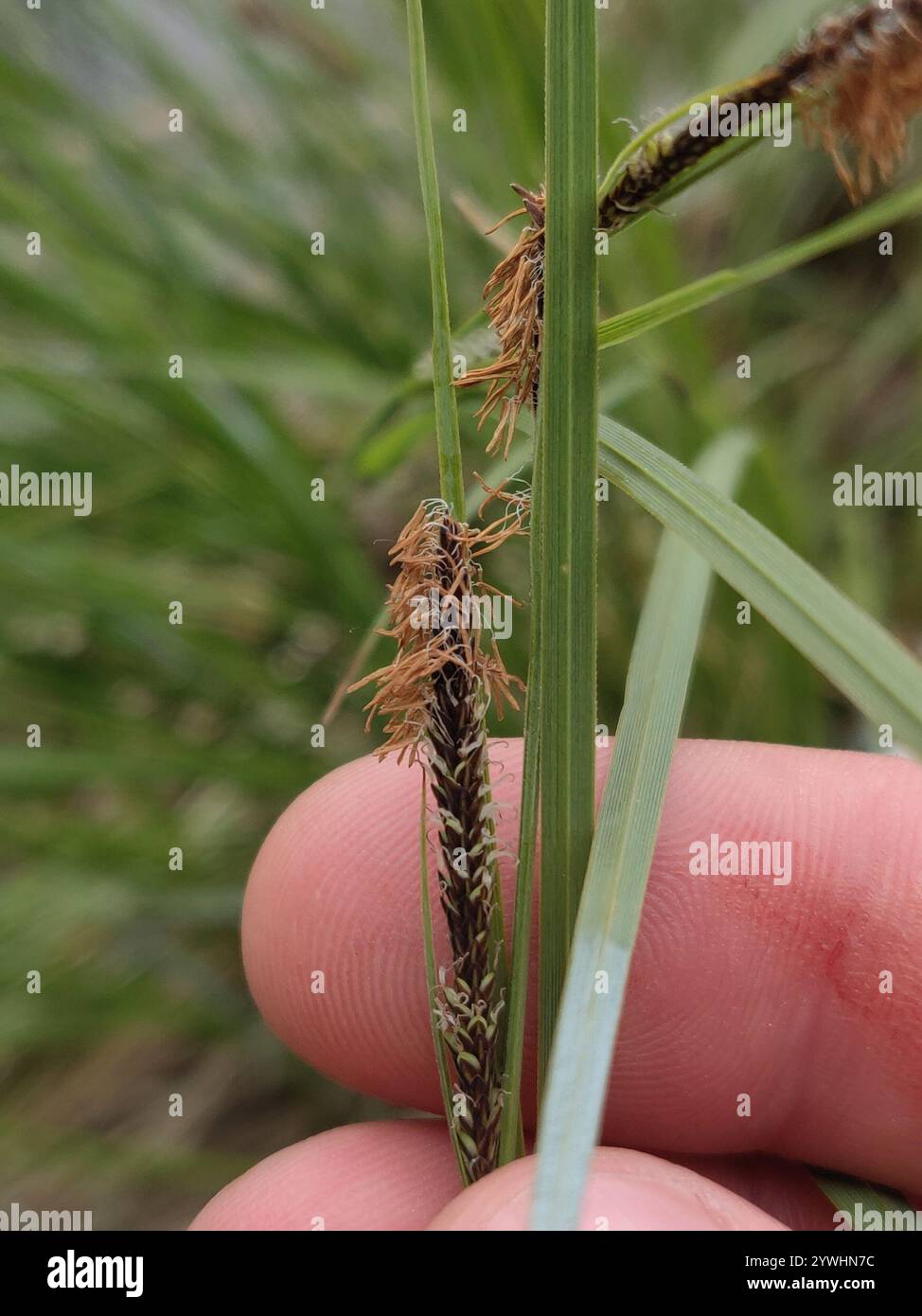 water sedge (Carex aquatilis Stock Photo - Alamy