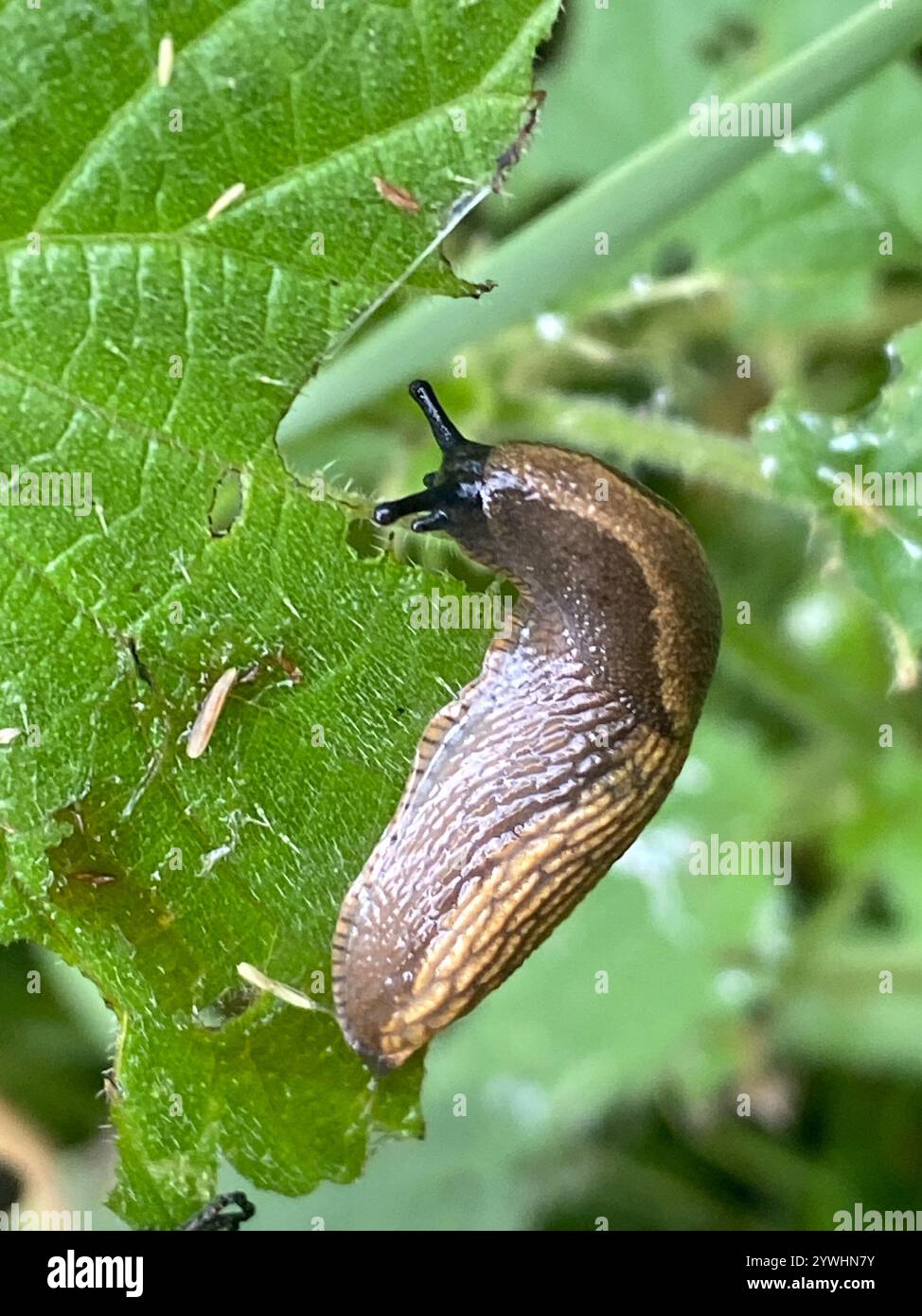 Spanish Slug (Arion vulgaris Stock Photo - Alamy