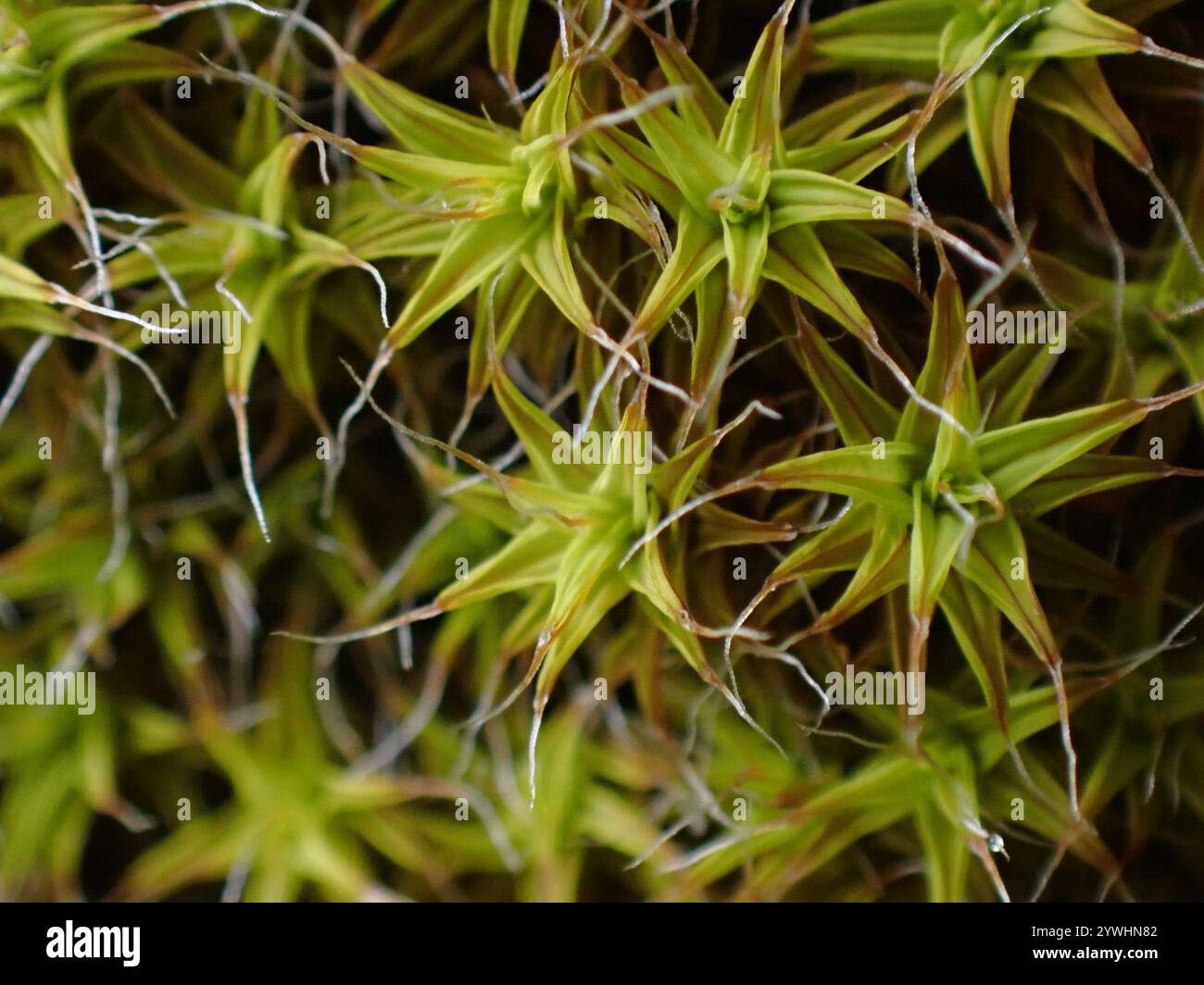 Star Moss (Syntrichia ruralis Stock Photo - Alamy