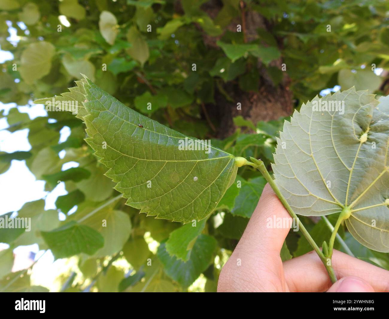Lime Leaf-stalk Gall-midge (Contarinia tiliarum Stock Photo - Alamy