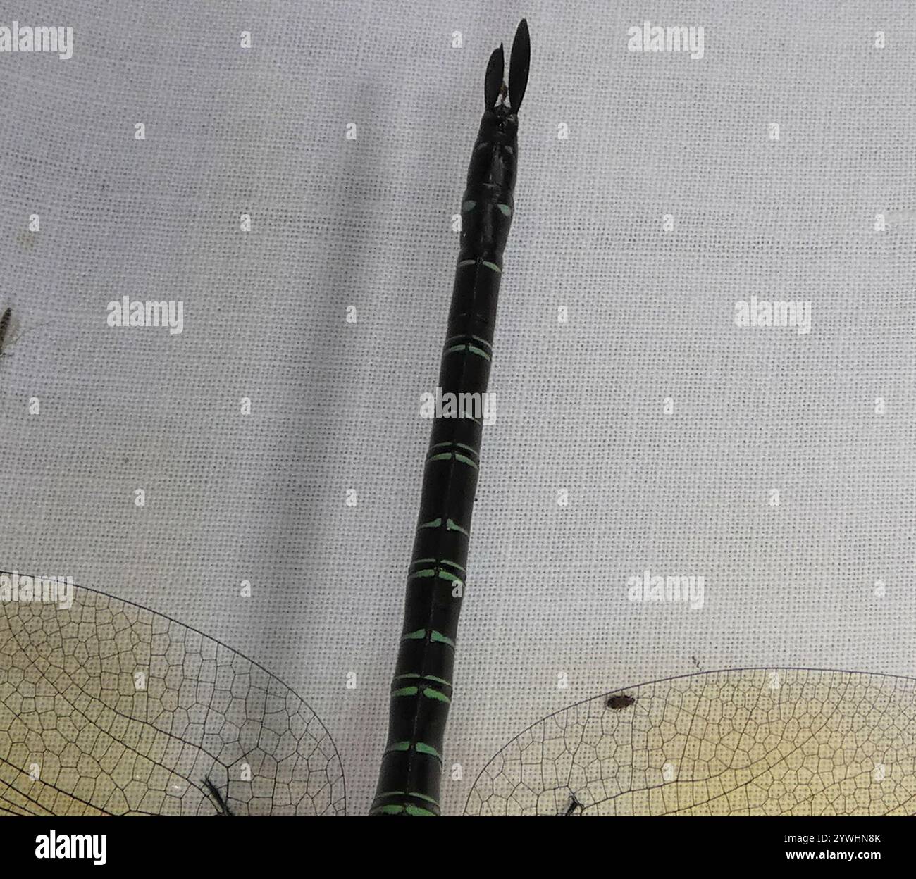 Swamp Darner (Epiaeschna heros Stock Photo - Alamy