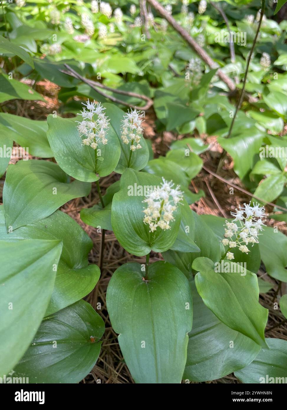 Canada mayflower (Maianthemum canadense Stock Photo - Alamy