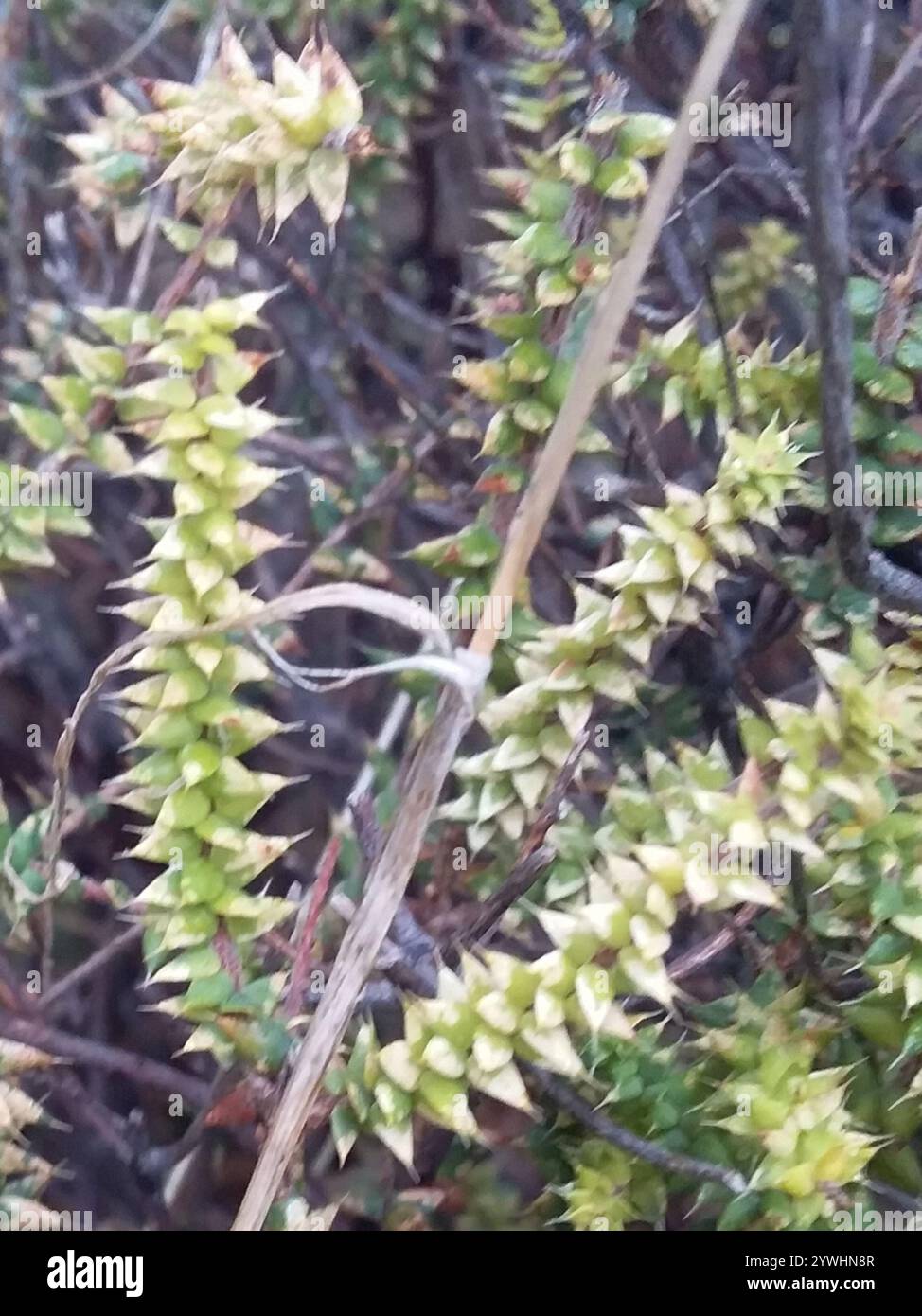 Australian native currant (Acrotriche depressa Stock Photo - Alamy