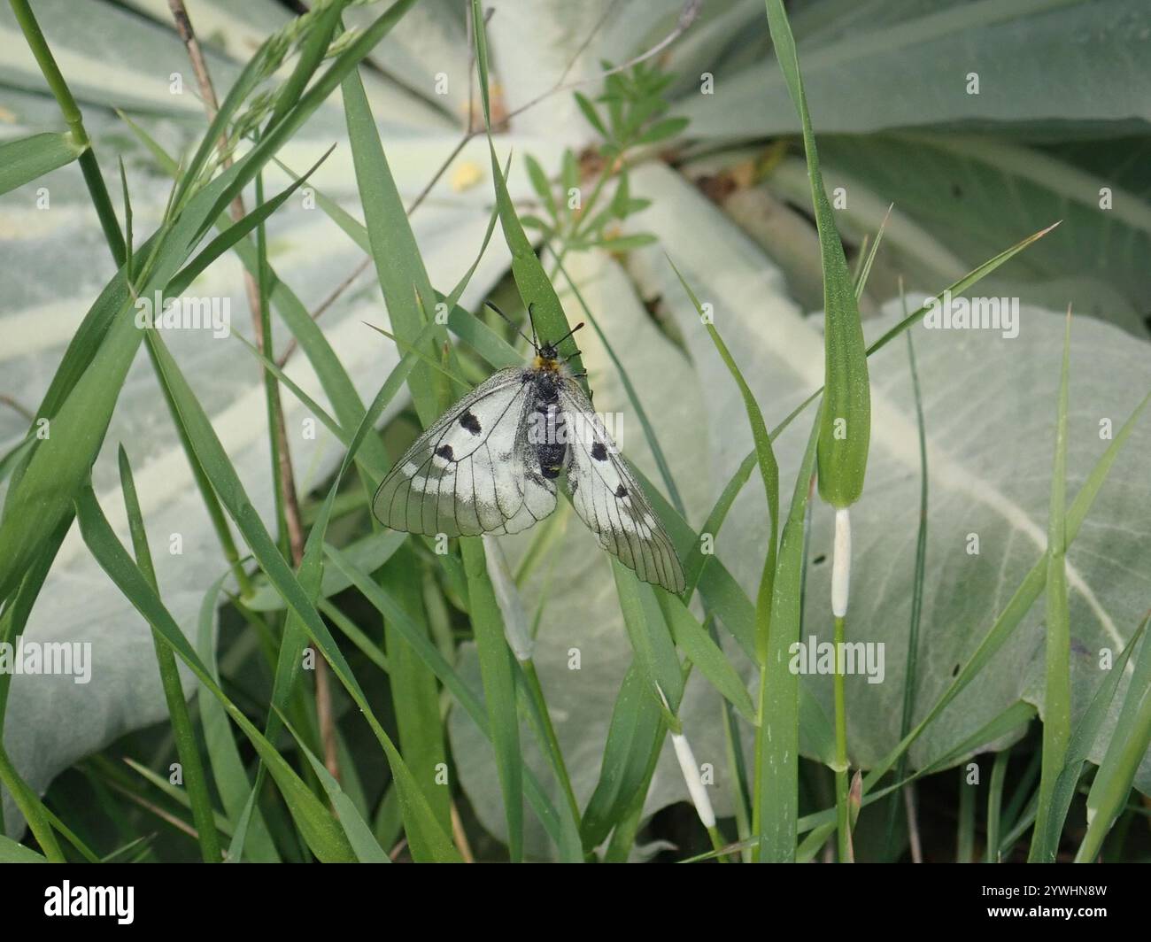 Clouded Apollo (Parnassius mnemosyne Stock Photo - Alamy