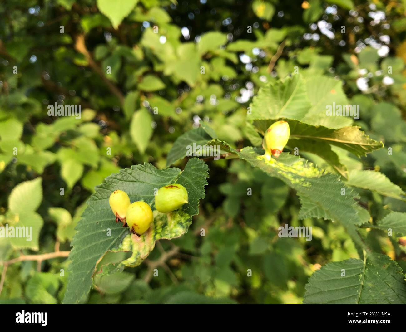 Elm Sack Gall Aphid (Tetraneura ulmi Stock Photo - Alamy