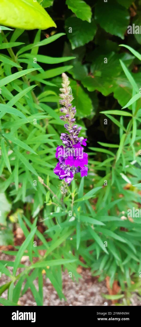 Purple Toadflax (Linaria purpurea Stock Photo - Alamy