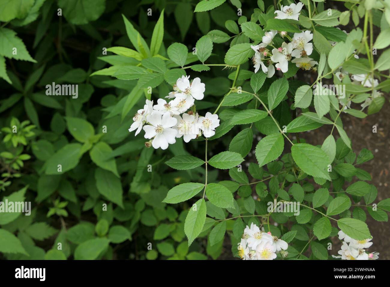 multiflora rose (Rosa multiflora Stock Photo - Alamy