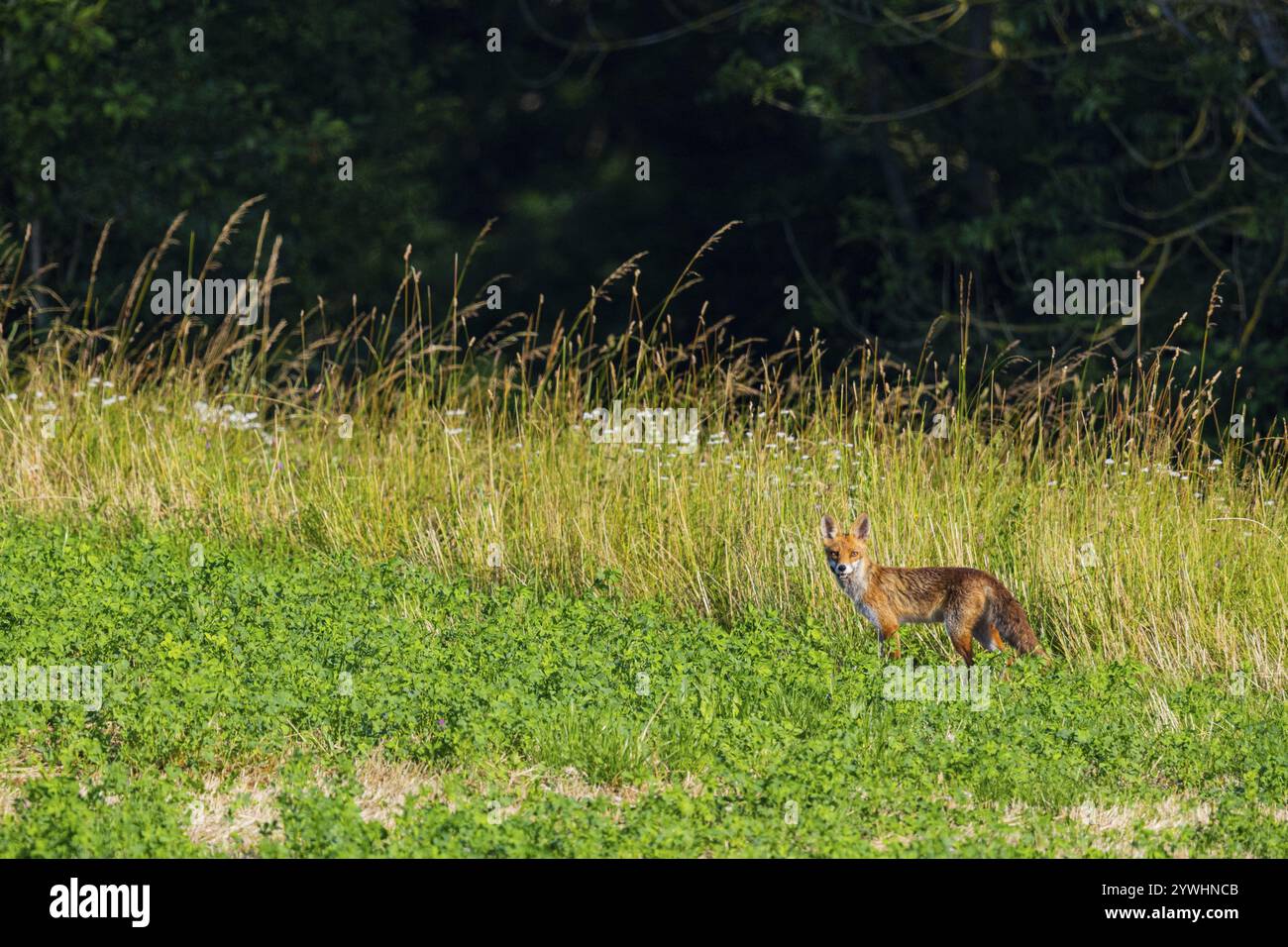 Fox (Vulpes vulpes) fawn hunting mice Germany Stock Photo - Alamy