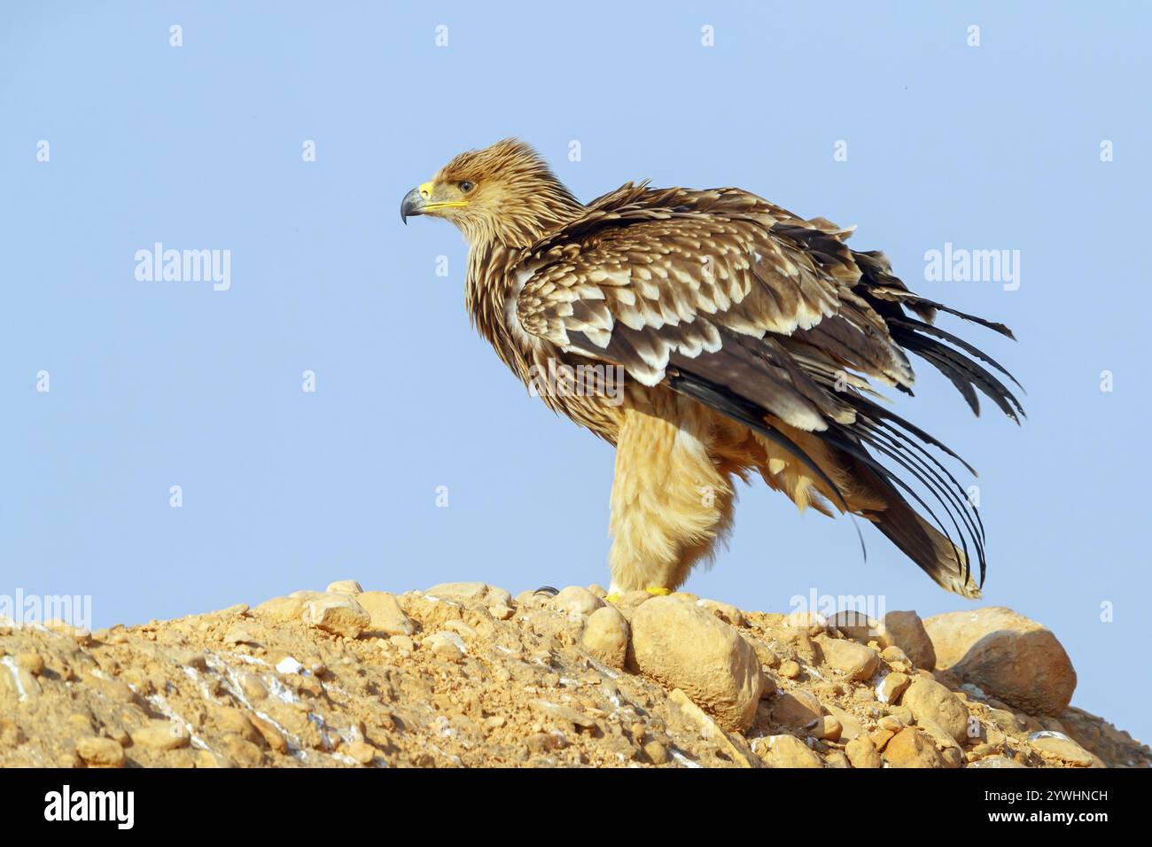 Imperial Eagle, (Aquila heliac), animals, birds, eagles, birds of prey ...