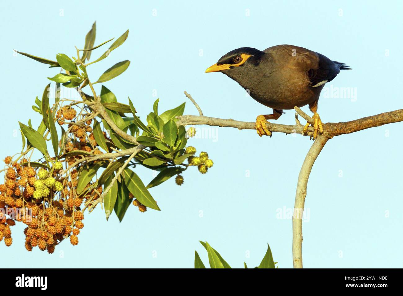 Shepherd's mynah, (Acridotheres tristis), animals, birds, perch ...