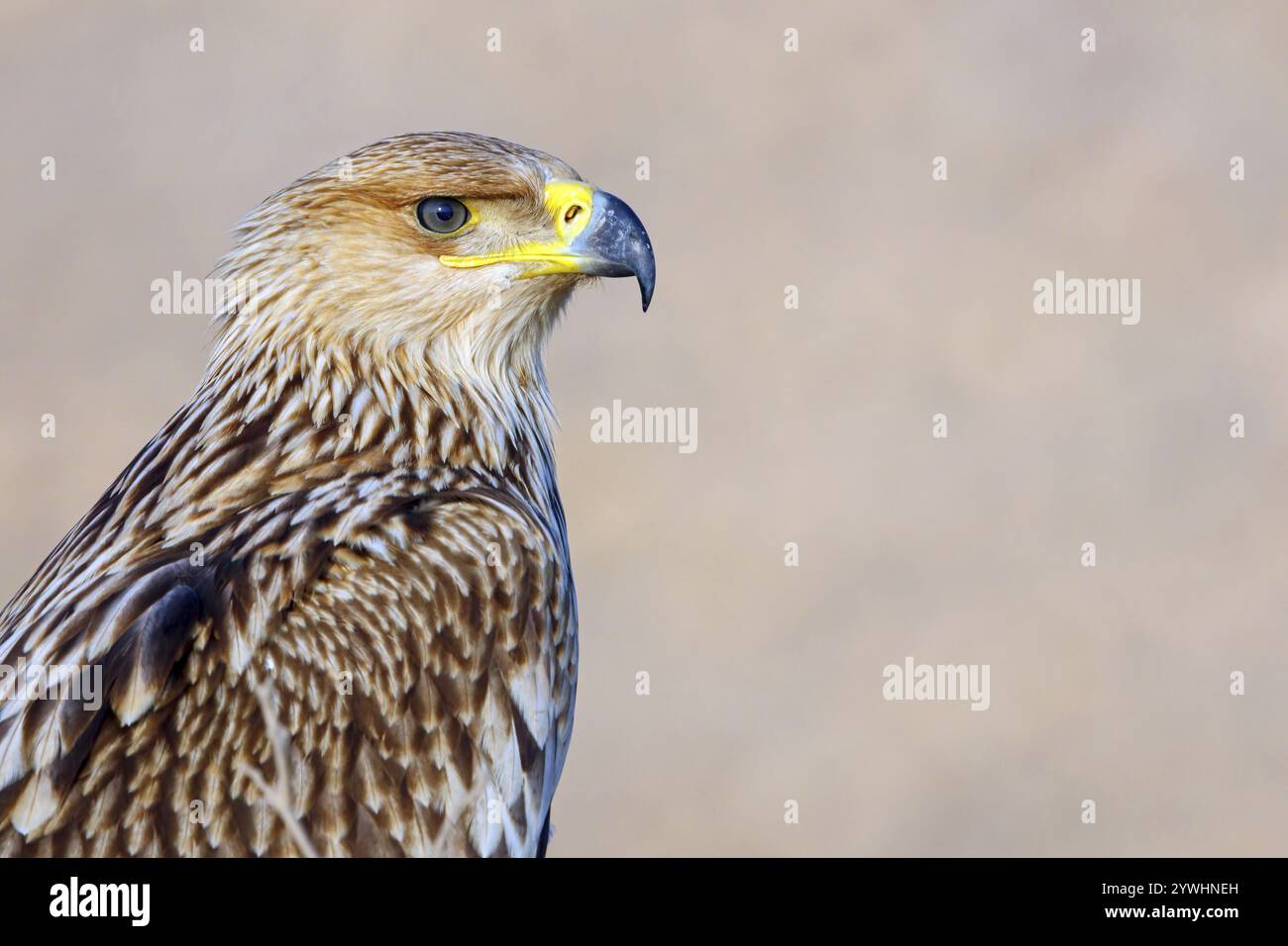 Imperial eagle, (Aquila heliac), animals, birds, eagles, birds of prey ...