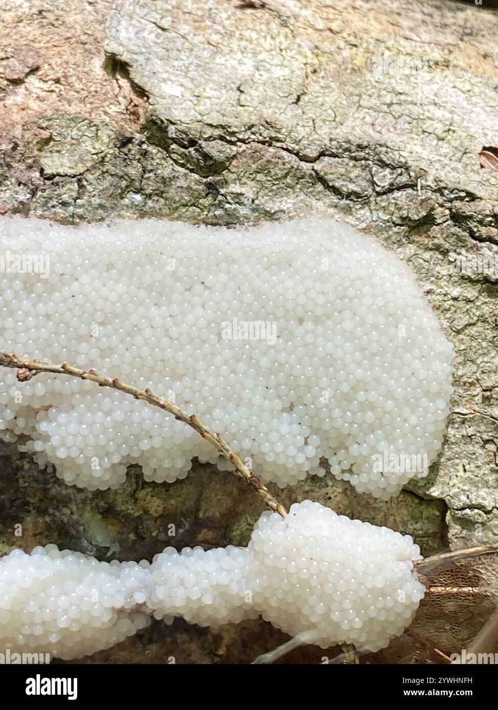 slime molds (Mycetozoa Stock Photo - Alamy