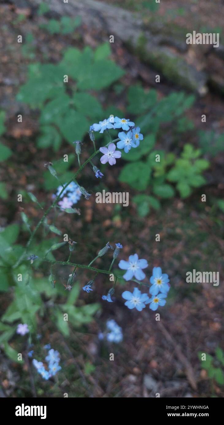 Wood Forget-me-not (Myosotis sylvatica Stock Photo - Alamy