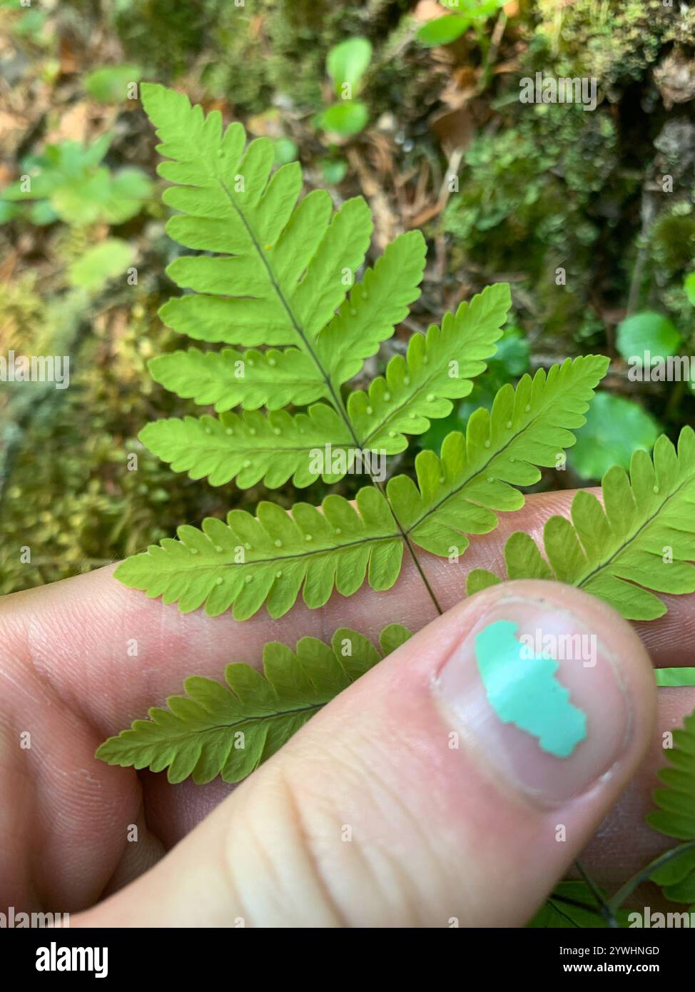 northern oak fern (Gymnocarpium dryopteris Stock Photo - Alamy