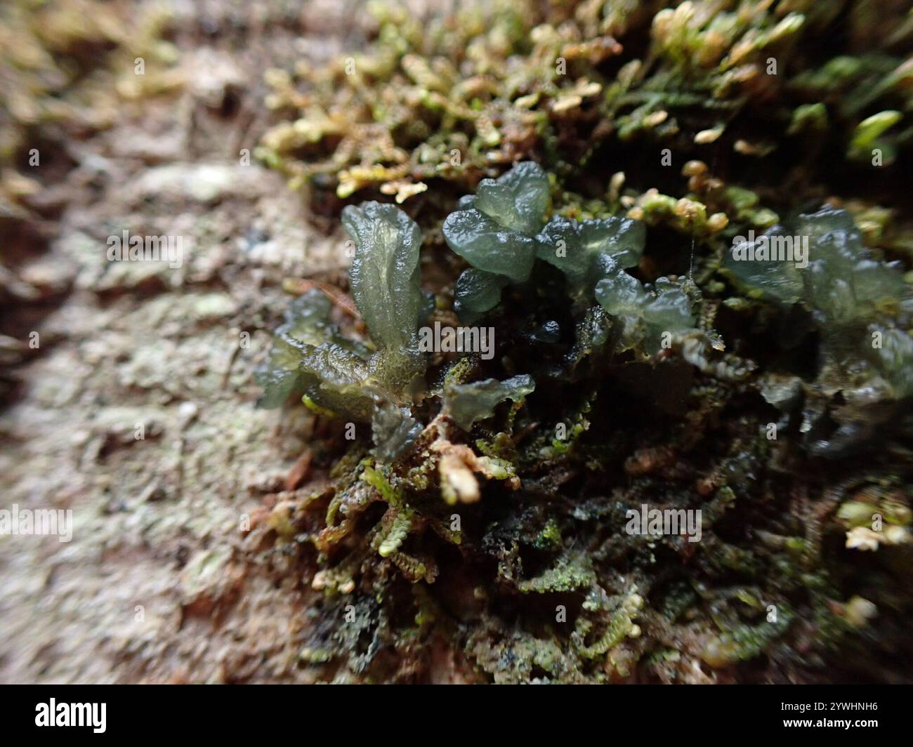 Tree Jelly Lichens (Collema Stock Photo - Alamy
