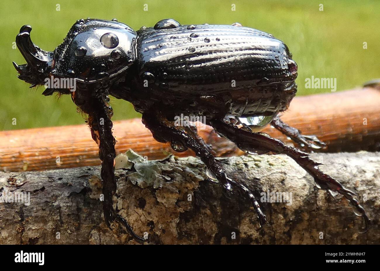 Triceratops Beetle (Phileurus truncatus Stock Photo - Alamy