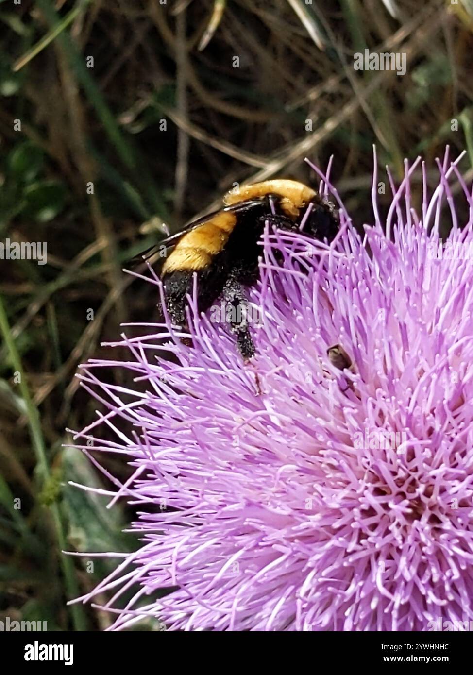 Nevada Bumble Bee (Bombus nevadensis Stock Photo - Alamy