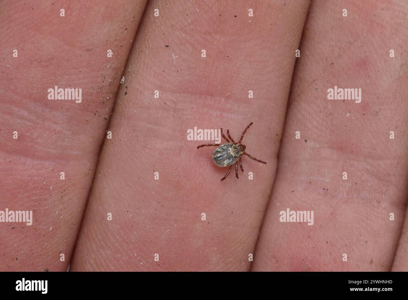 American Dog Tick (Dermacentor variabilis Stock Photo - Alamy