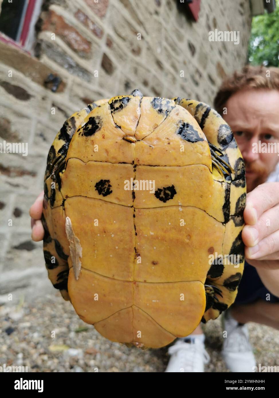 Yellow-bellied Slider (Trachemys scripta scripta Stock Photo - Alamy