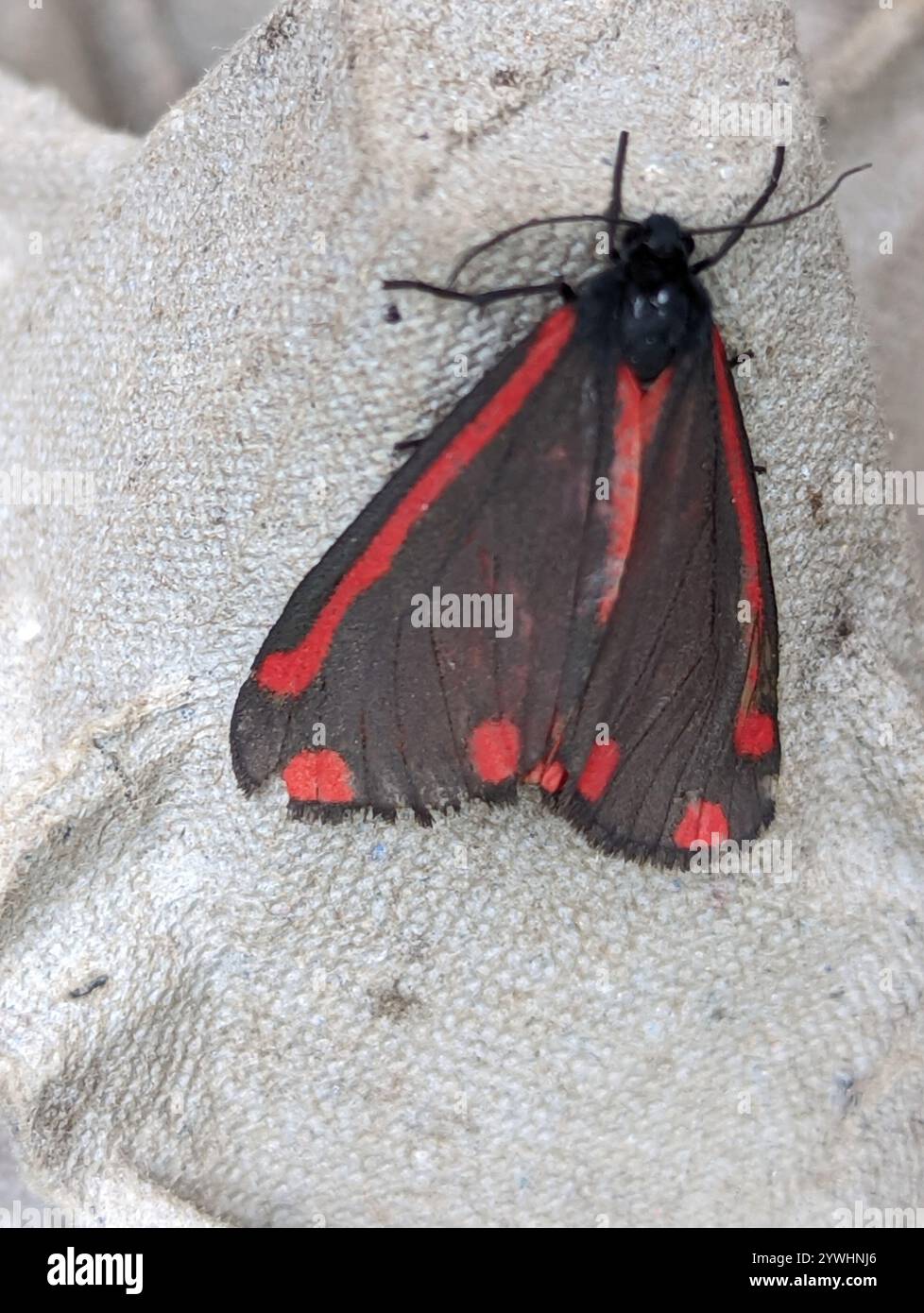 Cinnabar moth (Tyria jacobaeae Stock Photo - Alamy