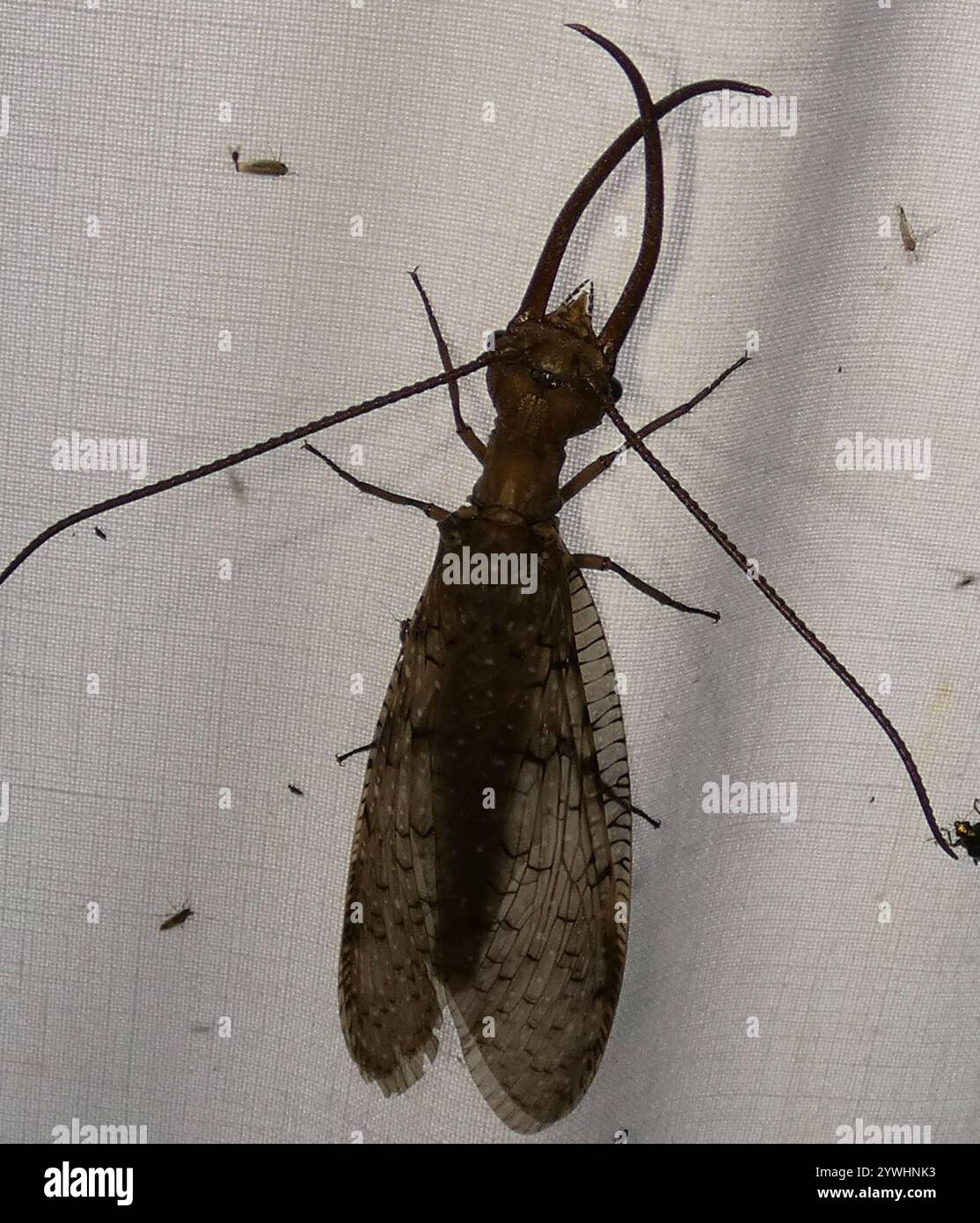 Eastern Dobsonfly (Corydalus cornutus Stock Photo - Alamy
