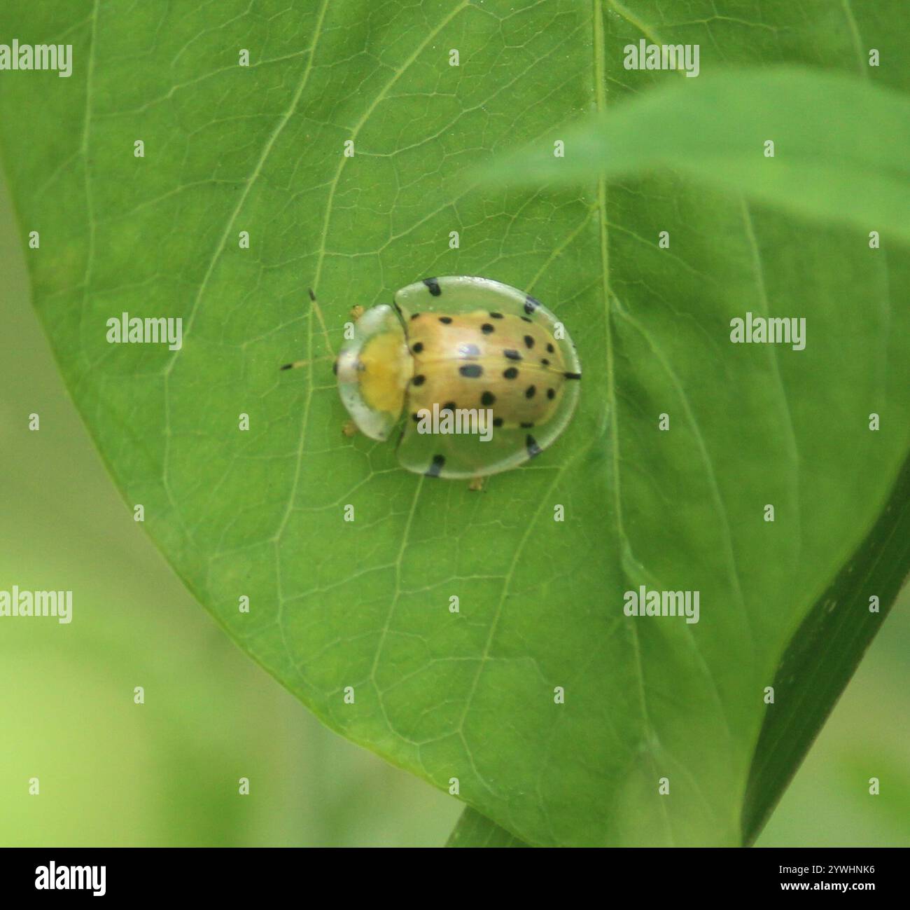 Asian Spotted Tortoise Beetle (Aspidimorpha miliaris Stock Photo - Alamy