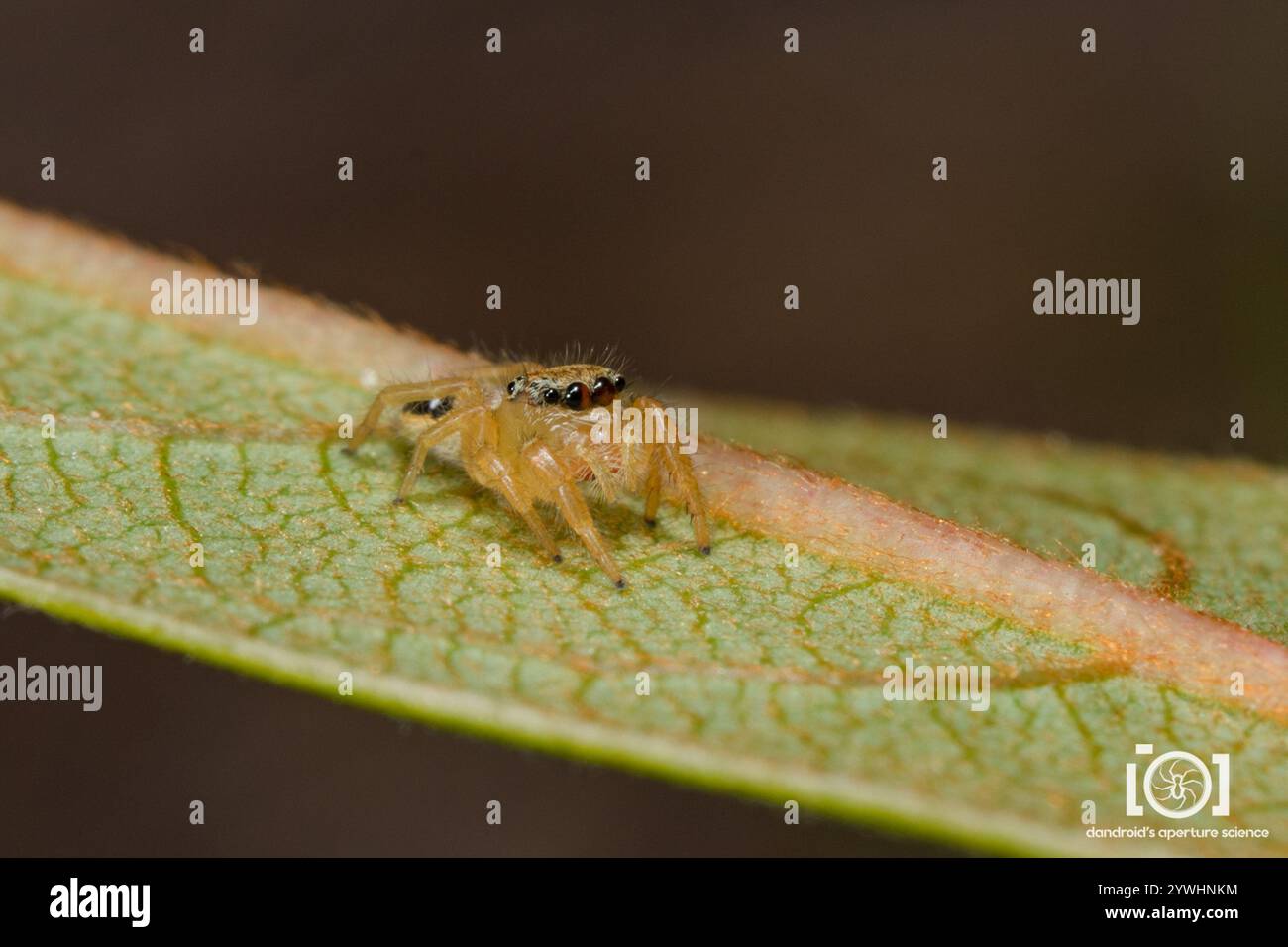 Cardinal Jumping Spider (Phidippus cardinalis Stock Photo - Alamy