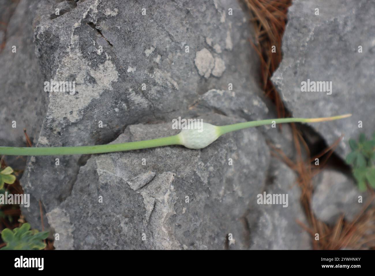maritime wild leek (Allium commutatum Stock Photo - Alamy