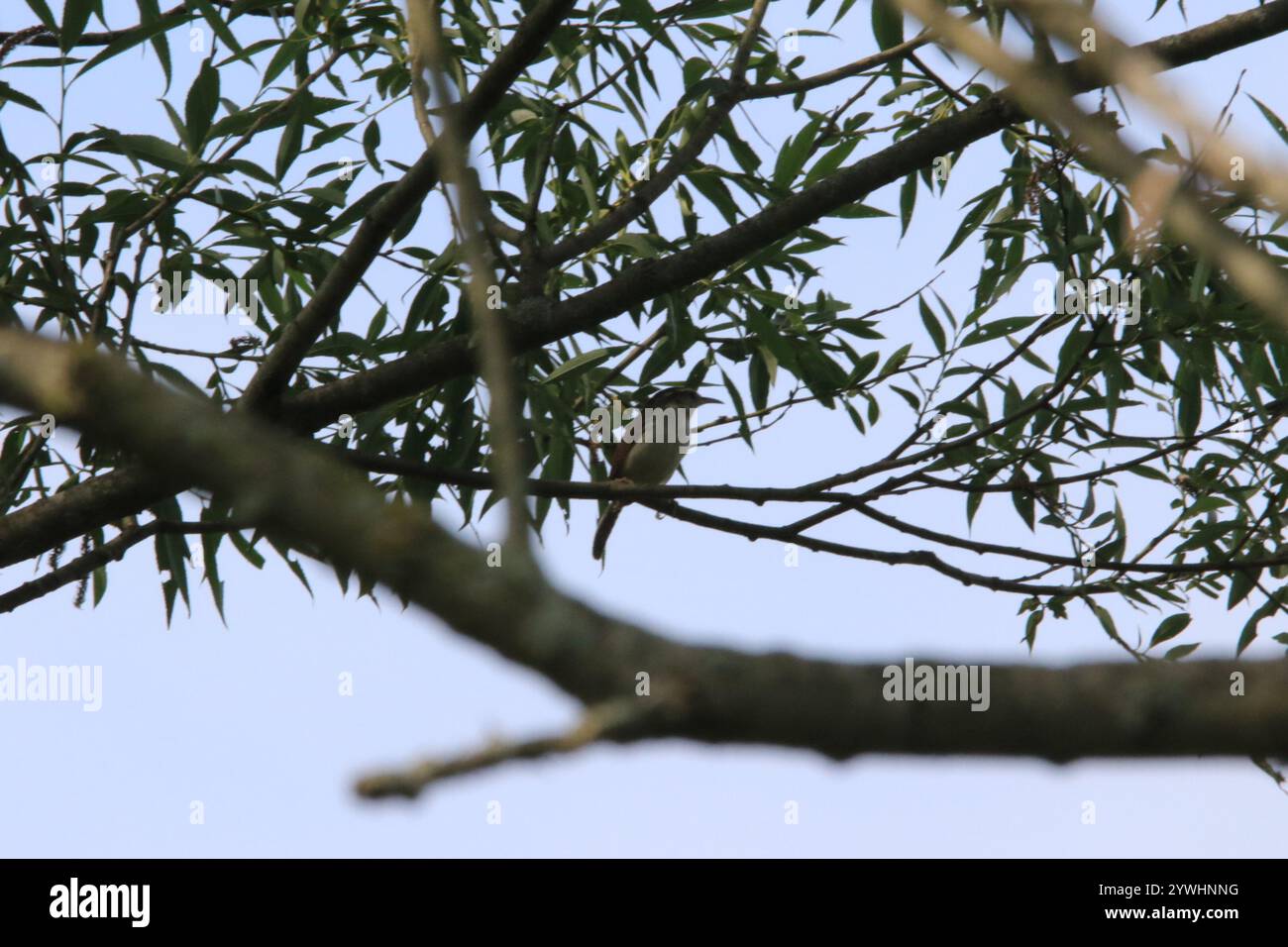Carolina Wren (Thryothorus ludovicianus Stock Photo - Alamy