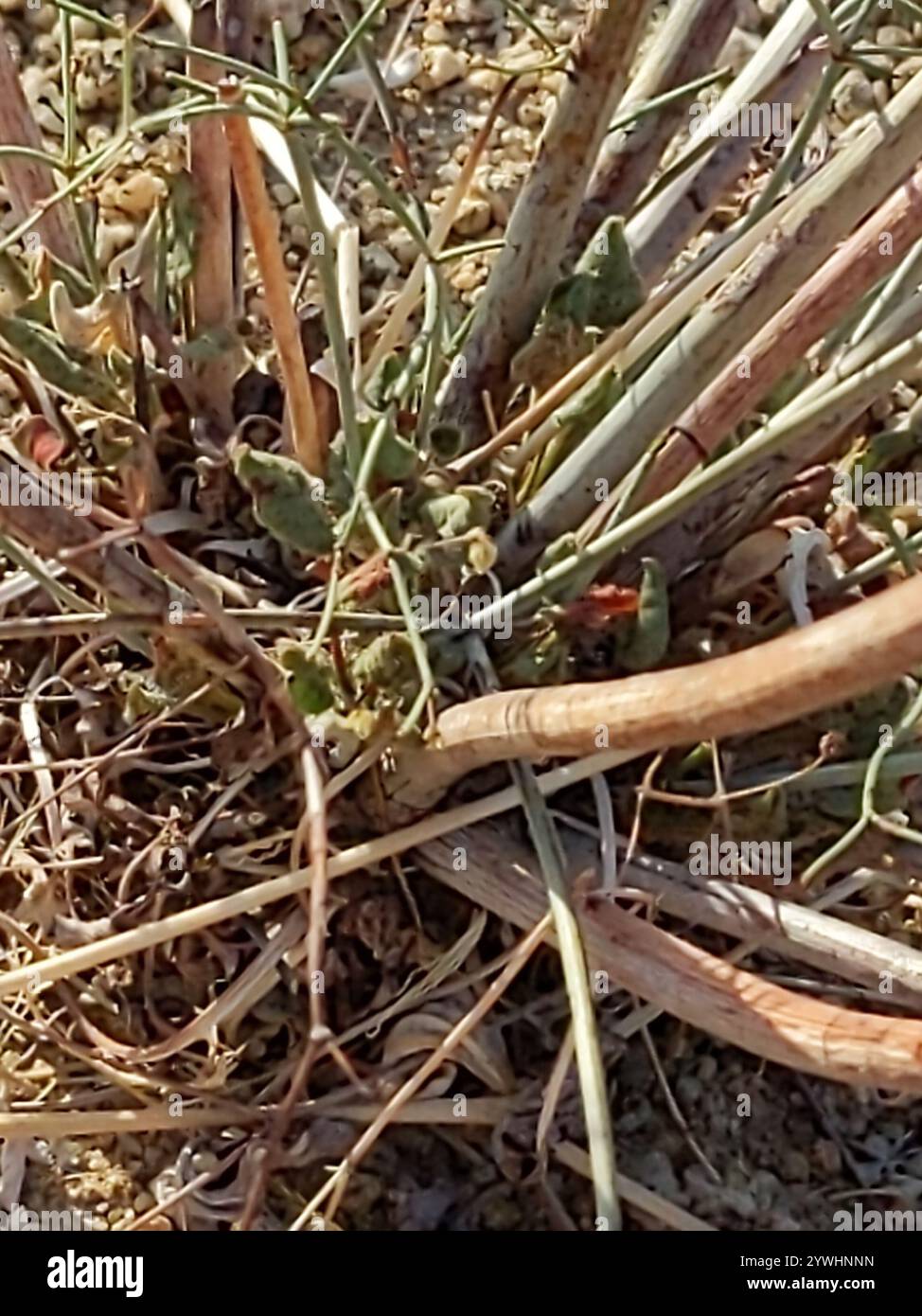 Desert Trumpet (Eriogonum inflatum Stock Photo - Alamy