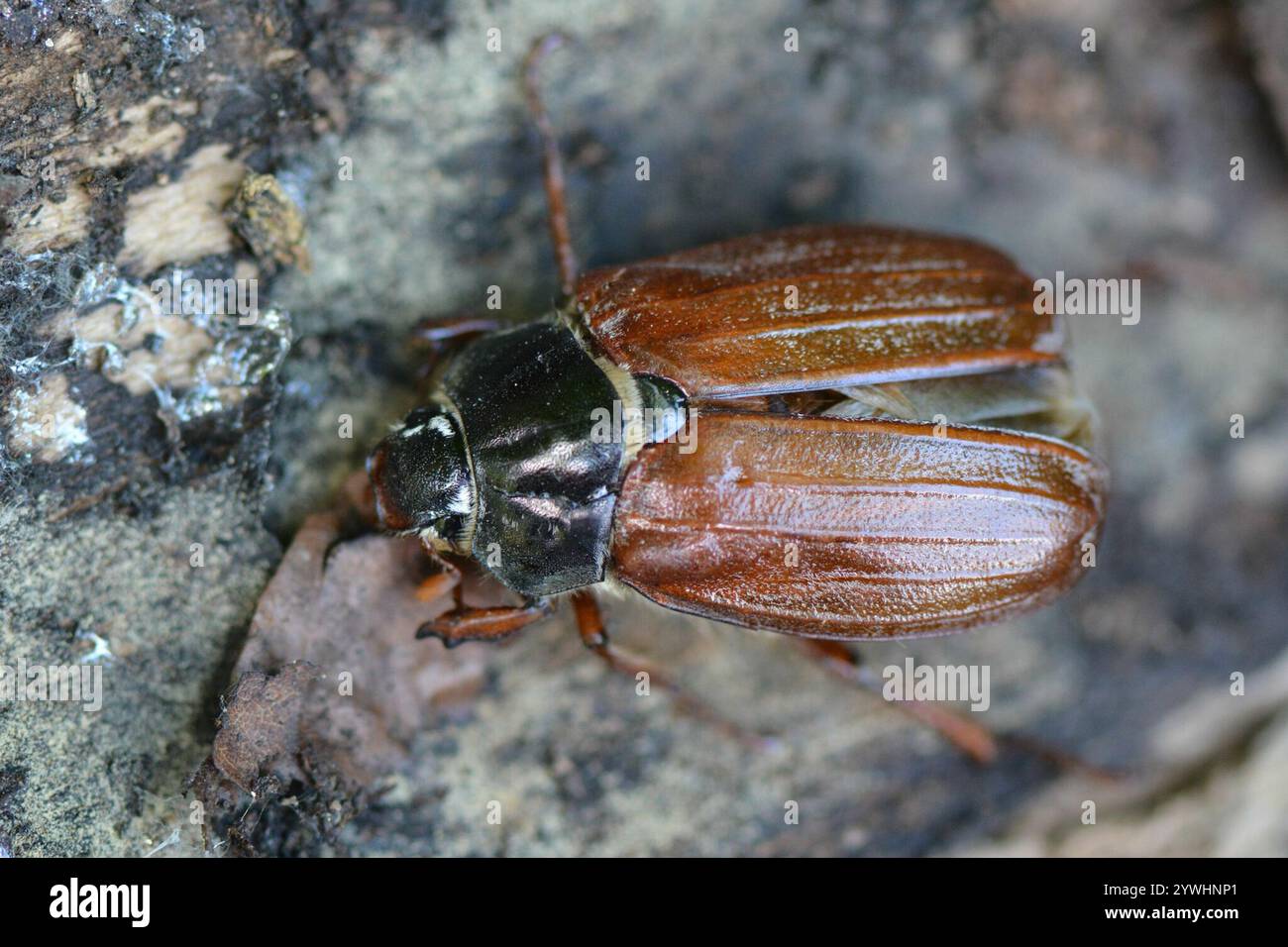 Common Cockchafer (Melolontha melolontha Stock Photo - Alamy